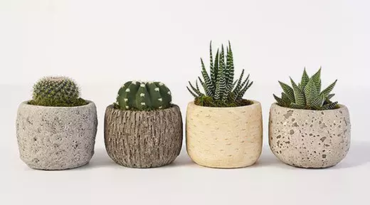 Mini Succulents