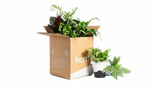 I-Horti Indoor Plant Subscription, izitshalo zibekwe ebhokisini nangaphandle