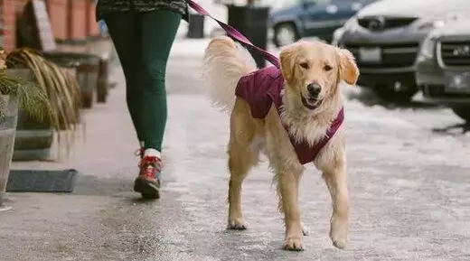 Babaye nga naglakaw sa usa ka golden retriever nga iro nga nagsul-ob og RuffwearÂ Stumptownâ„¢ Quilted Dog Coat