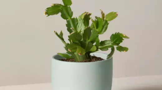 The Sill Holiday Cactus